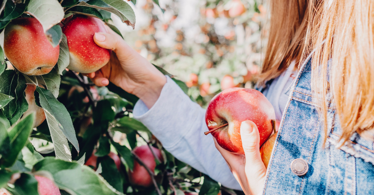Best Apple Orchards to Visit in the Capital Region | MetzWood